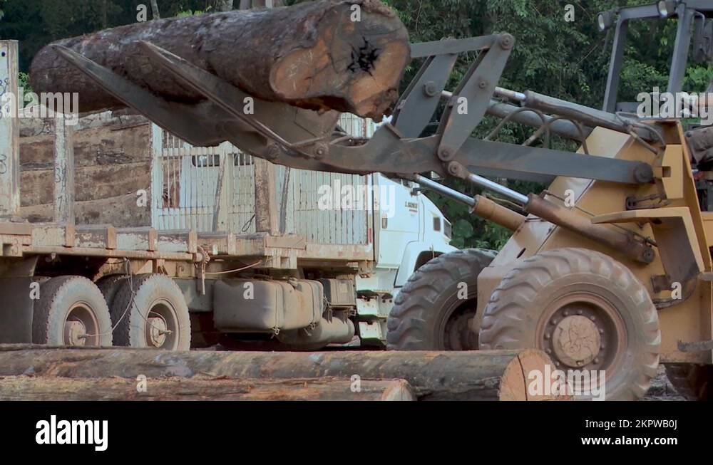 on the deforestation sites in the amazon big felled trees getting ...