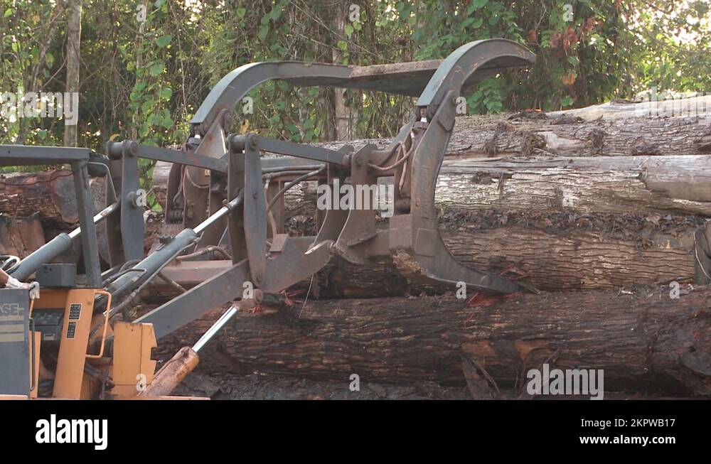 Using a tractor loader to move logs from the Amazon rainforest from a ...
