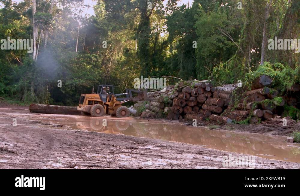 Felled trees deforestation fire Stock Videos & Footage - HD and 4K ...