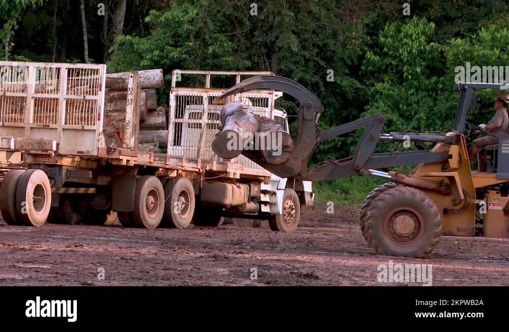 man on a bulldozer loading stripped trees from the Amazon rainforest to ...
