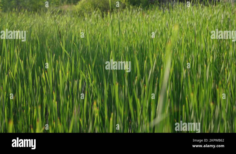 Plants that move Stock Videos & Footage - HD and 4K Video Clips - Alamy