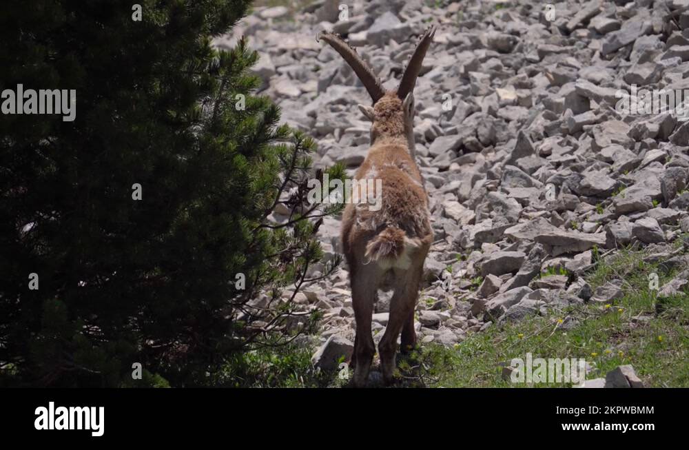 Scratching with horn Stock Videos & Footage - HD and 4K Video Clips - Alamy