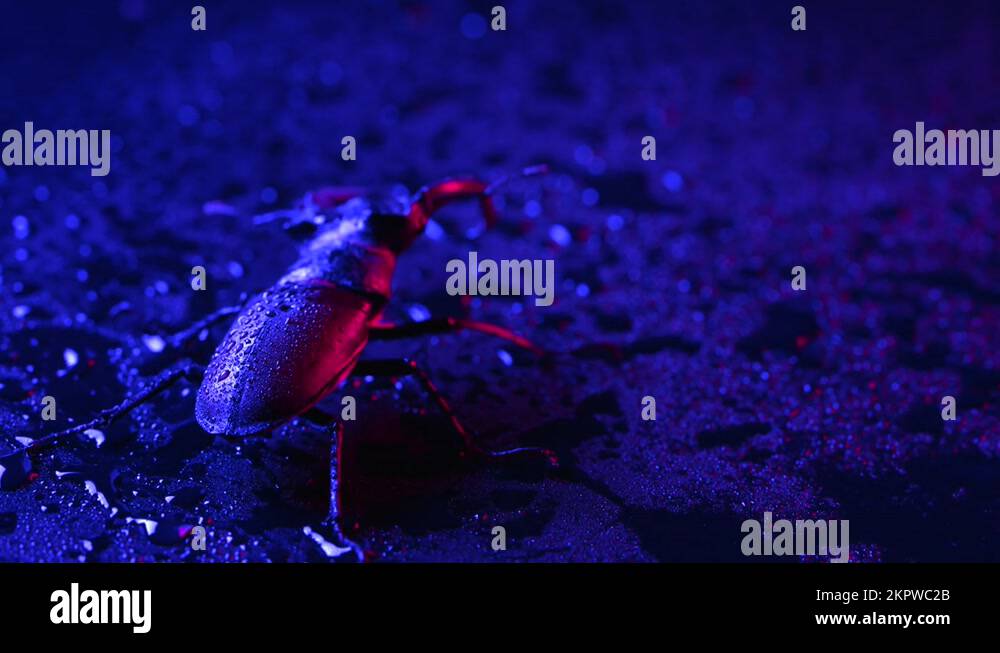 Blue stag beetle Stock Videos & Footage - HD and 4K Video Clips - Alamy