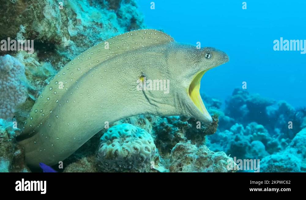 Moray with open mouth Stock Videos & Footage - HD and 4K Video Clips ...