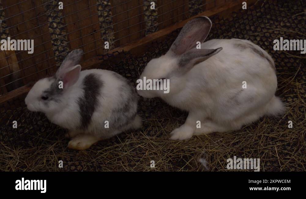 Two pet bunny rabbits close Stock Videos & Footage - HD and 4K Video ...