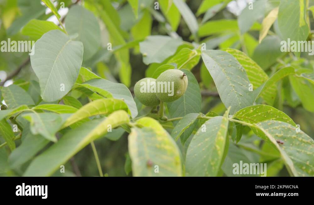 Green nutshell Stock Videos & Footage - HD and 4K Video Clips - Alamy