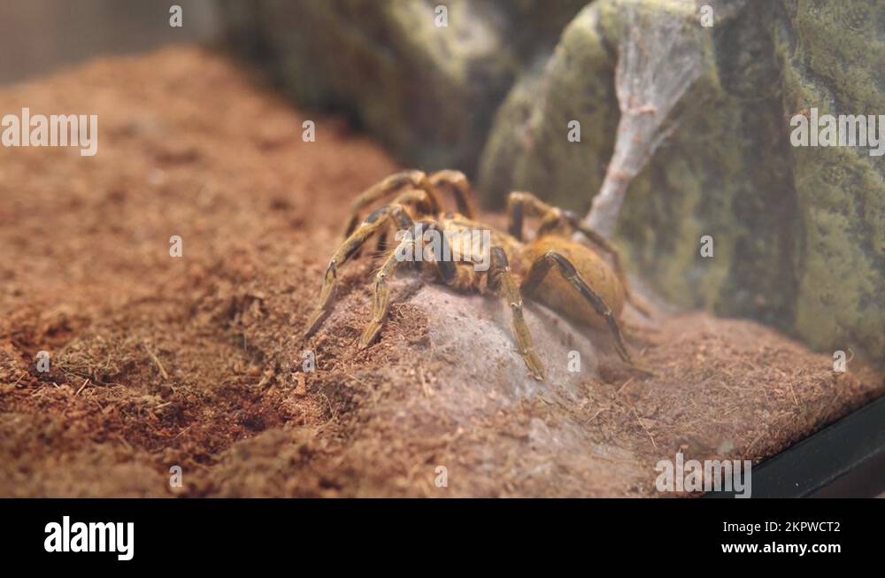 Pterinochilus murinus also known as orange baboon tarantula from ...