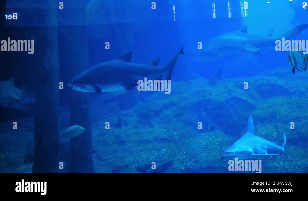 Sharks And Small Fish Swimming Under Water In Aquarium - Dubai, United ...