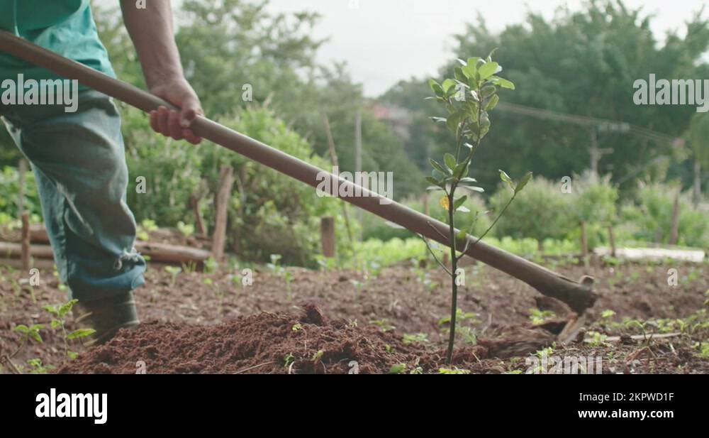 One older man planting a tree with farming equipment. Senior person ...
