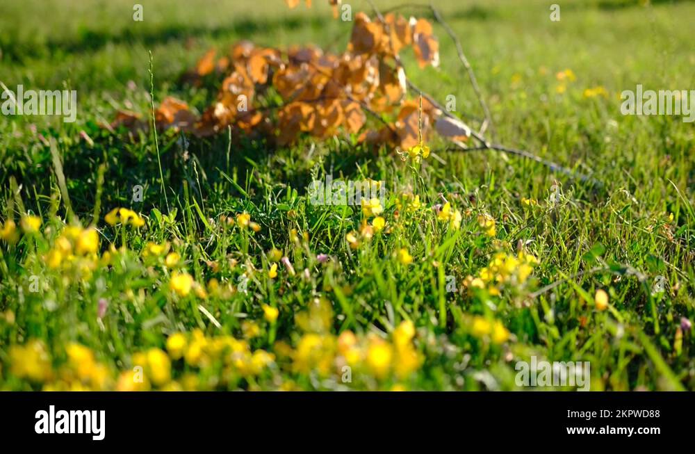 April yellow Stock Videos & Footage - HD and 4K Video Clips - Alamy