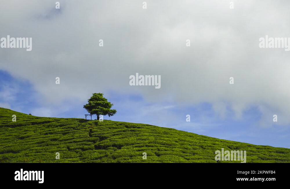 Tea tree plantation cameron Stock Videos & Footage - HD and 4K Video ...