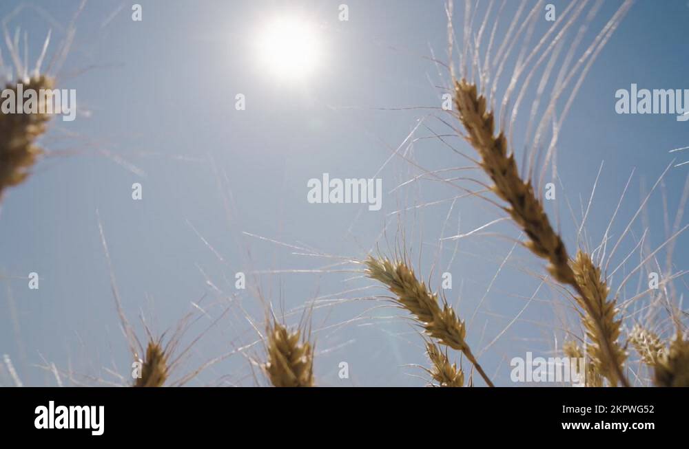 Emerging wheat Stock Videos & Footage - HD and 4K Video Clips - Alamy