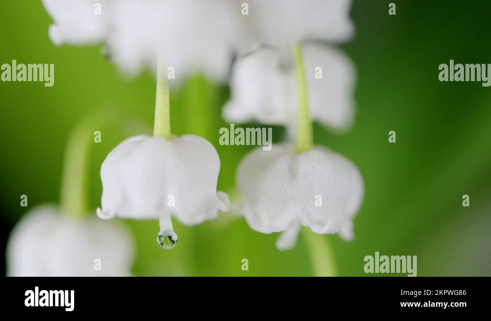 Lilly stigma Stock Videos & Footage - HD and 4K Video Clips - Alamy
