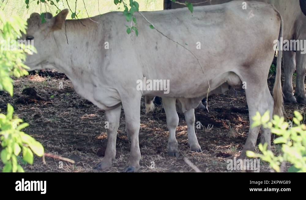 Cow in the shade Stock Videos & Footage - HD and 4K Video Clips - Alamy