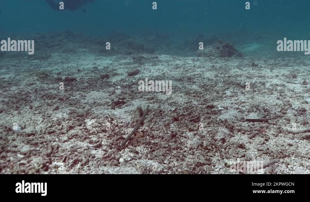 Coral Reef Destruction Caused By Severe Tropical Cyclone. underwater ...