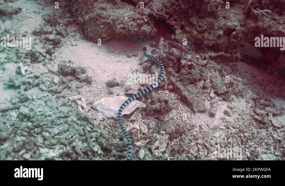 Underwater sea snake Stock Videos & Footage - HD and 4K Video Clips - Alamy