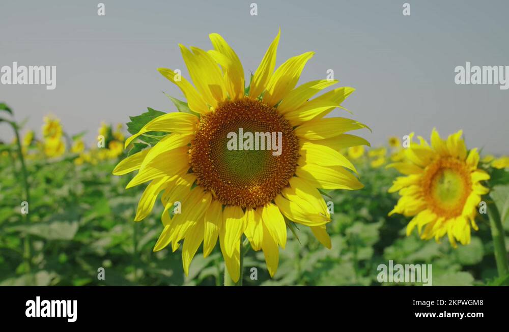 Biodiversity in agriculture Stock Videos & Footage - HD and 4K Video ...