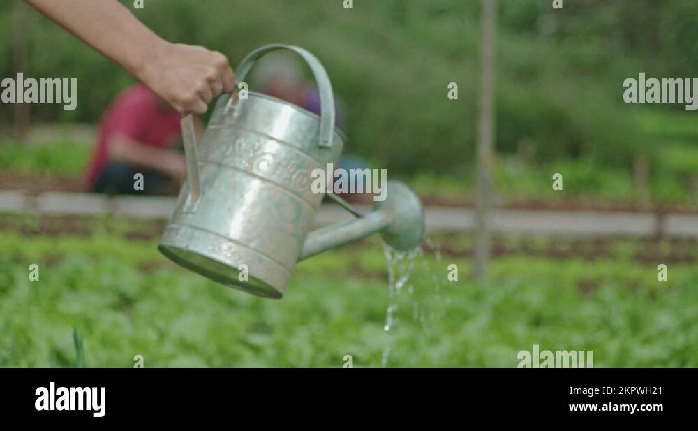 Traditional plants Stock Videos & Footage - HD and 4K Video Clips - Alamy