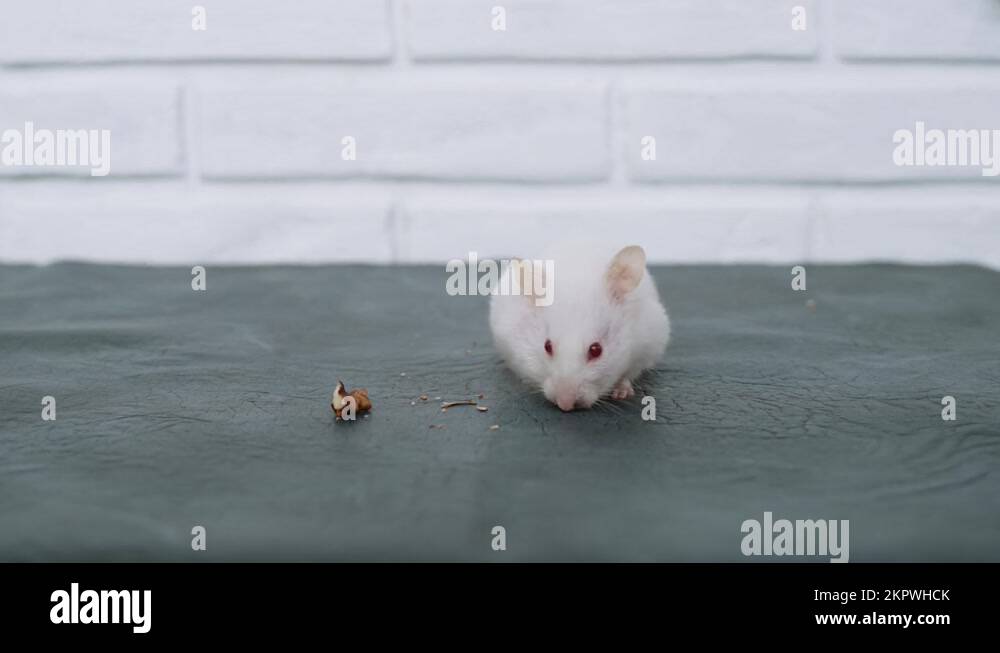 Cute white hamster sniffing and moving whiskers. Rodent searches for ...