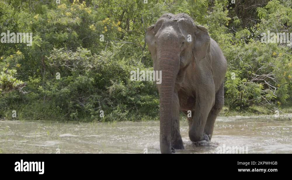 The sri lankan elephant elephas maximus maximus Stock Videos & Footage ...