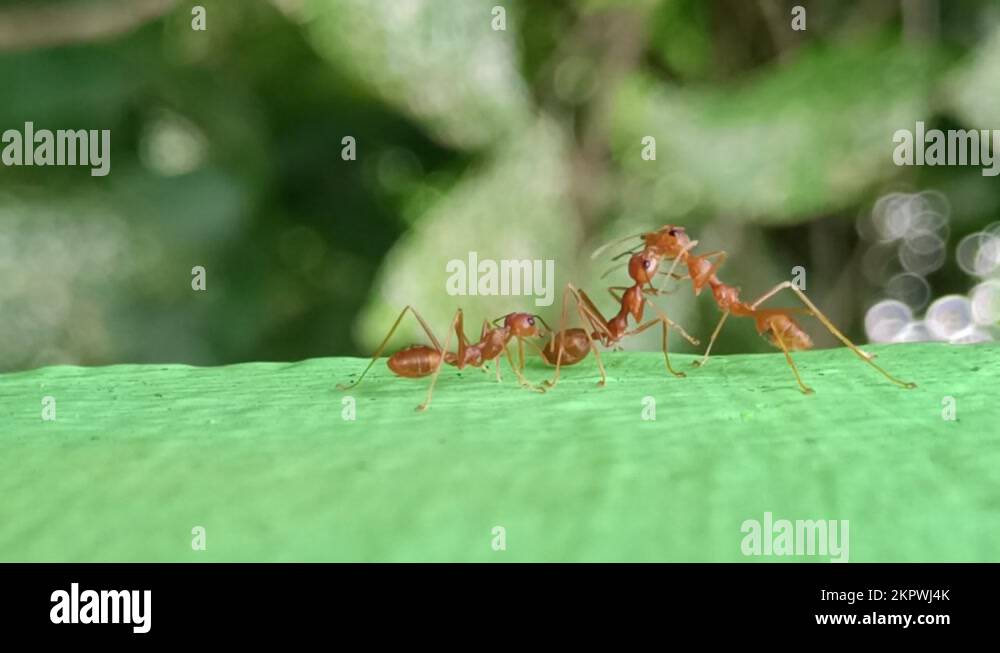 Ants life Stock Videos & Footage - HD and 4K Video Clips - Alamy