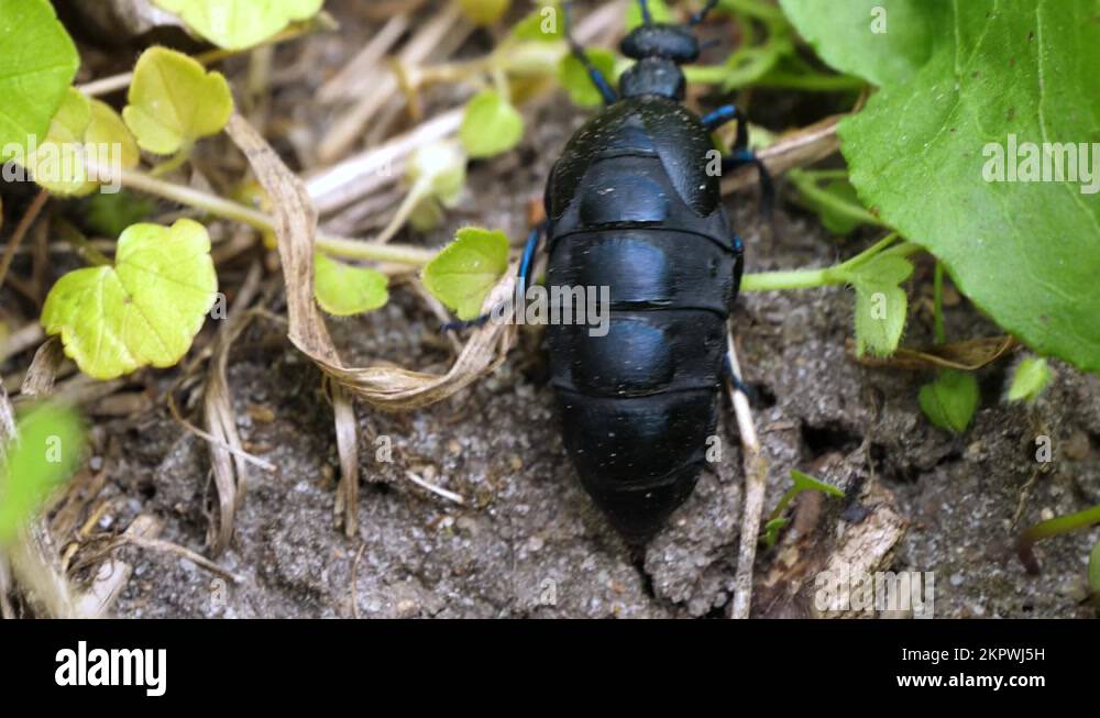 Coleoptera habitat Stock Videos & Footage - HD and 4K Video Clips - Alamy