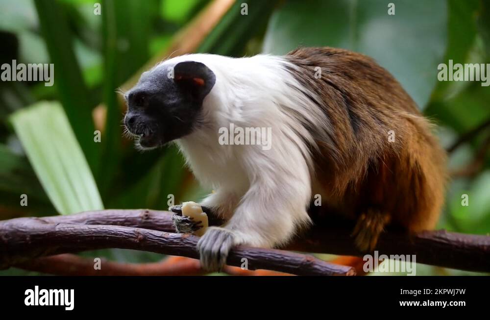 Critically endangered primate Stock Videos & Footage - HD and 4K Video ...