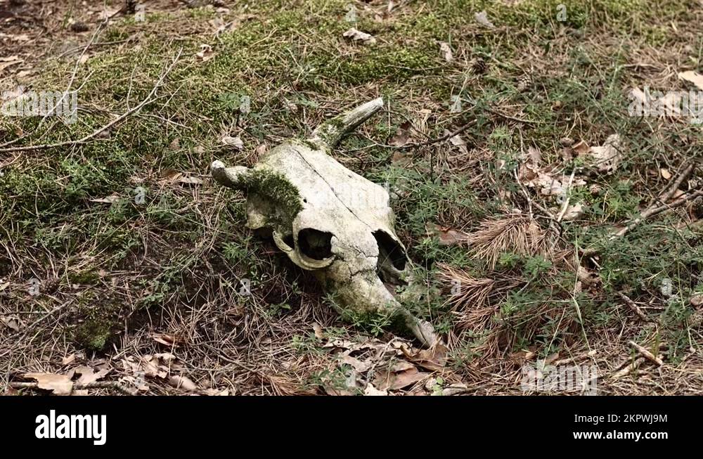 Cow skull lying on the ground. Dried cow skull. Side view. Skull of a ...