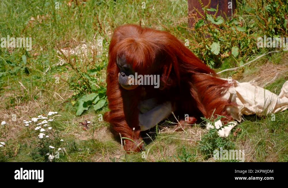 Orangutan walking Stock Videos & Footage - HD and 4K Video Clips - Alamy