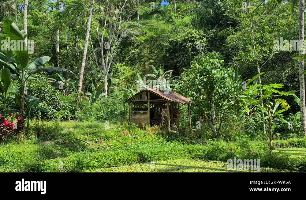 Wooden Barn in Tropical Jungle, Countryside of Bali Island, Indonesia ...