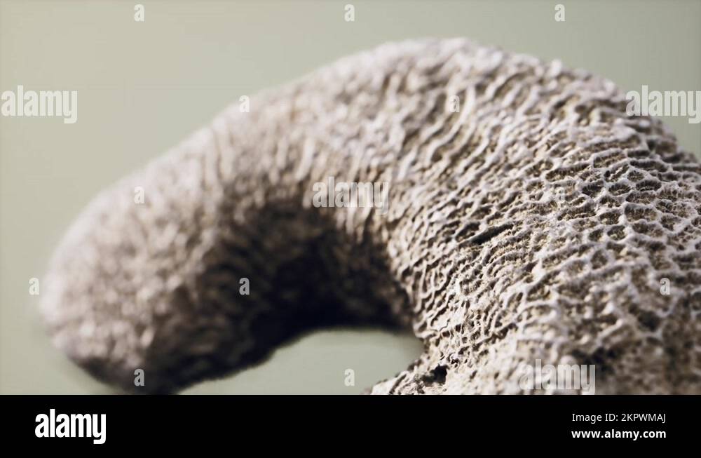 White polyps Stock Videos & Footage - HD and 4K Video Clips - Alamy