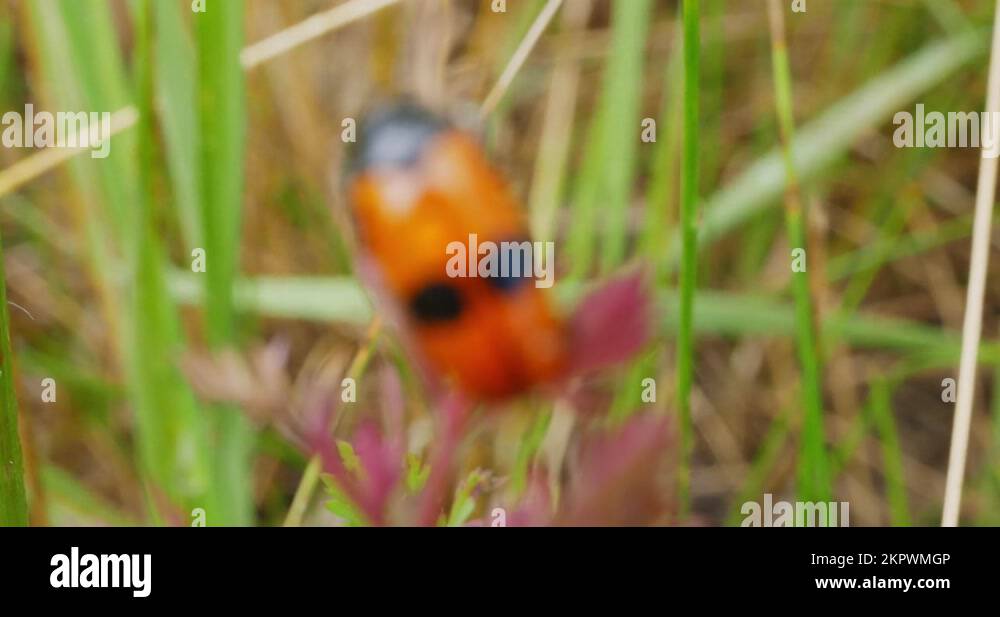 Four insects Stock Videos & Footage - HD and 4K Video Clips - Alamy