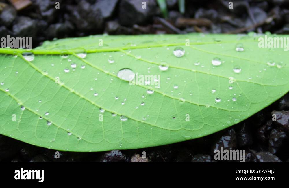Cinematic extreme close up drop of morning dew falling on green leaf of ...
