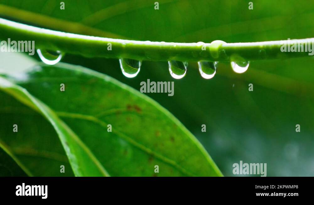 Pure organic plant Stock Videos & Footage - HD and 4K Video Clips - Alamy