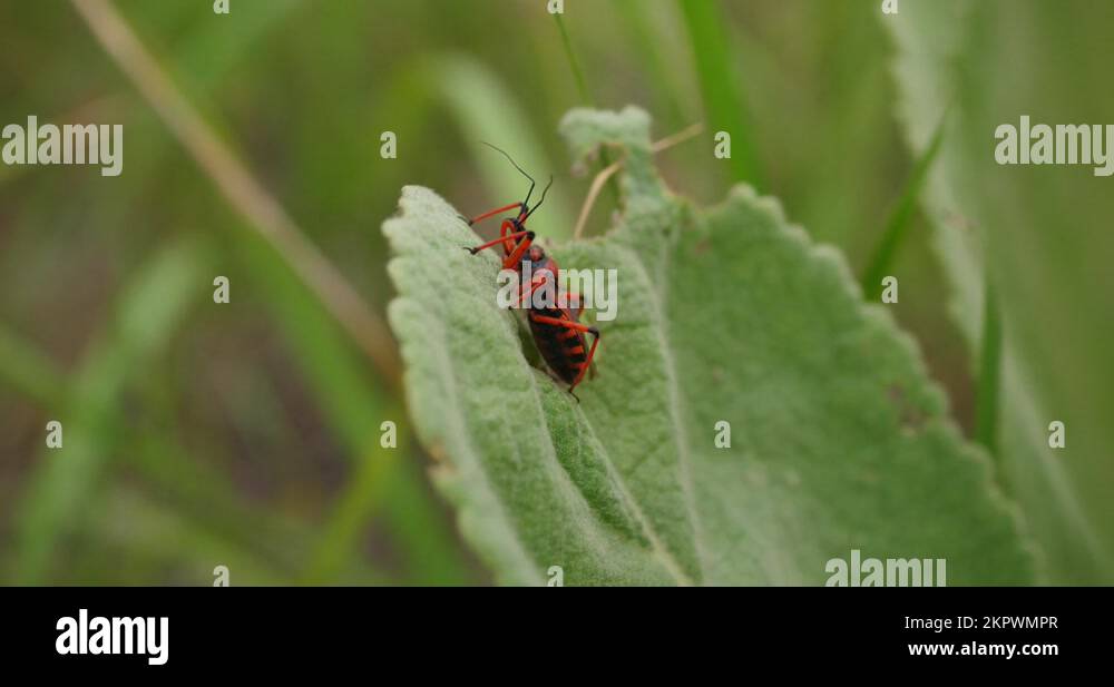 Water meadow insects Stock Videos & Footage - HD and 4K Video Clips - Alamy