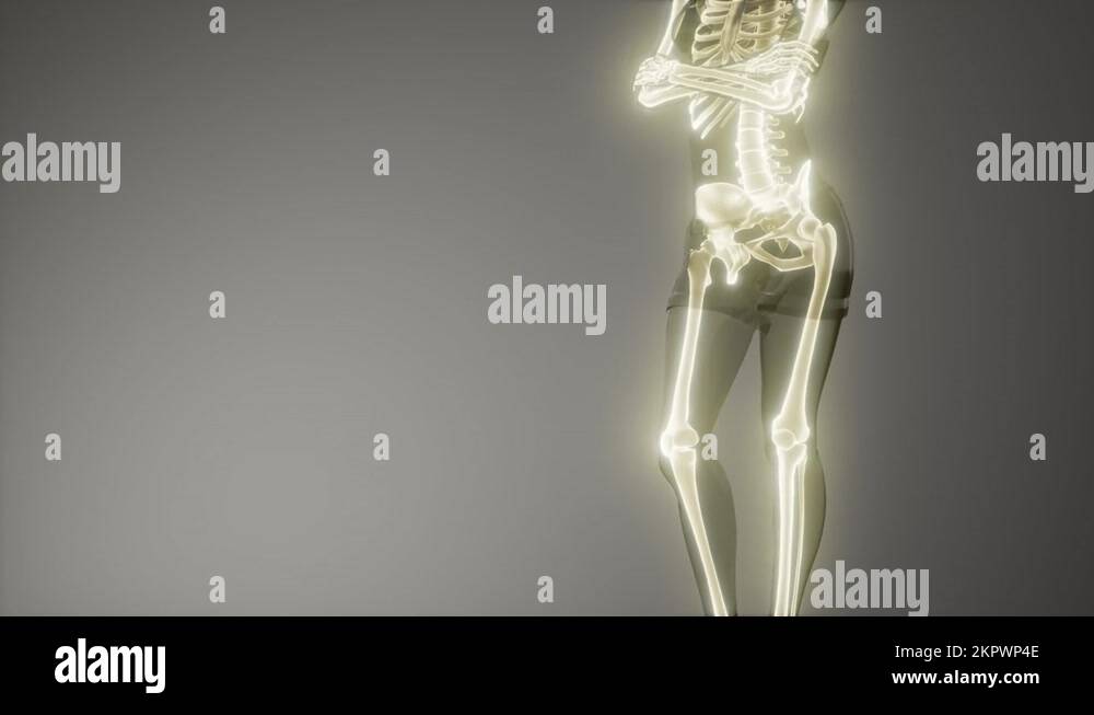 Skeleton medical illustration Stock Videos & Footage - HD and 4K Video ...