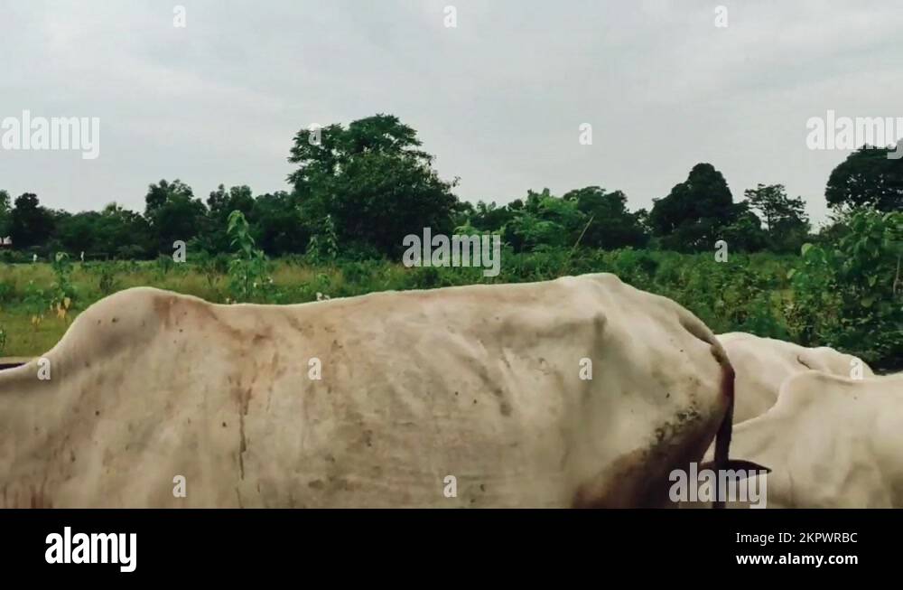 Crowd animals Stock Videos & Footage - HD and 4K Video Clips - Alamy