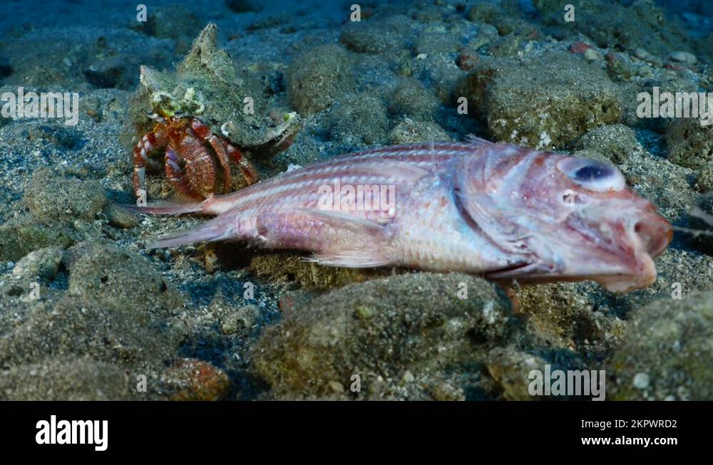 Ocean pollution underwater Stock Videos & Footage - HD and 4K Video ...