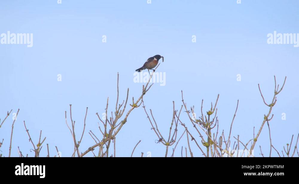 Flying worm Stock Videos & Footage - HD and 4K Video Clips - Alamy