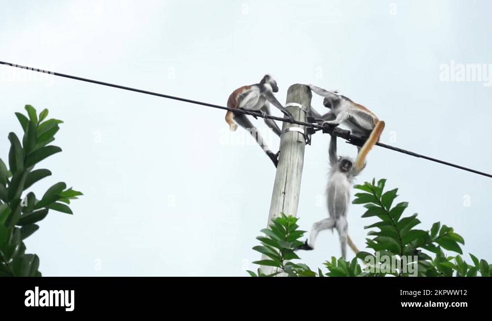 Chimpanzee wallpaper Stock Videos & Footage - HD and 4K Video Clips - Alamy