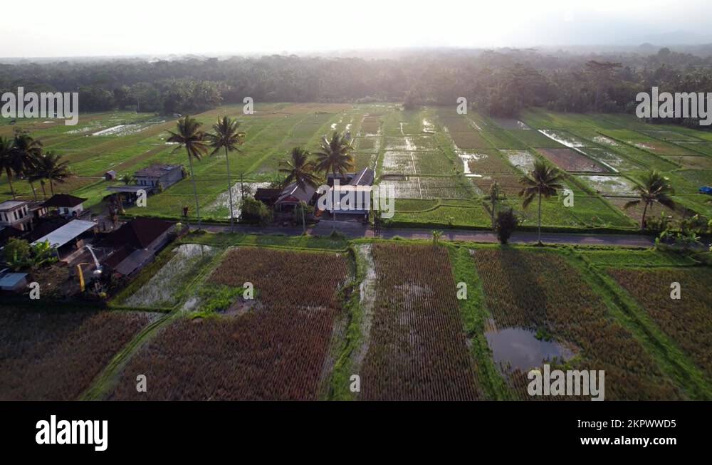 The several plantations Stock Videos & Footage - HD and 4K Video Clips - Alamy