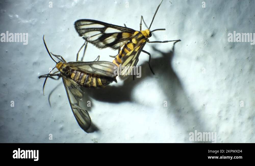 Light Glowing On Two Wasp Moths Mating. Amata Huebneri. close up Stock ... Light Glowing On Two Wasp Moths Mating. Amata Huebneri. close up Stock ...