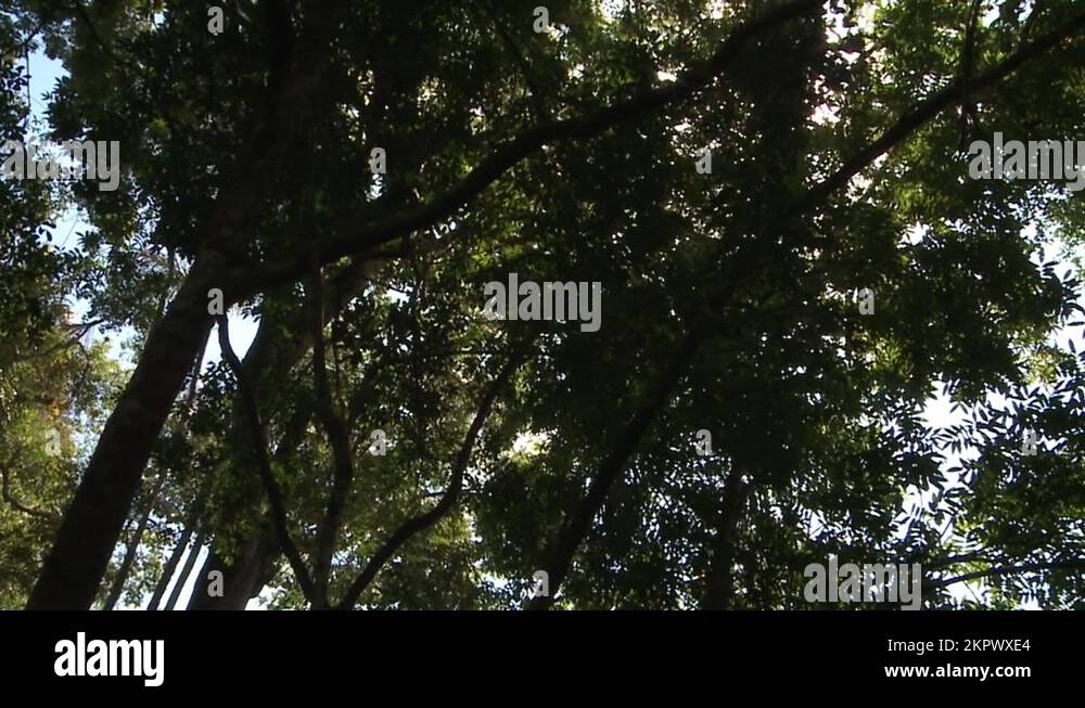 Amazon rainforest trees Stock Videos & Footage - HD and 4K Video Clips ...