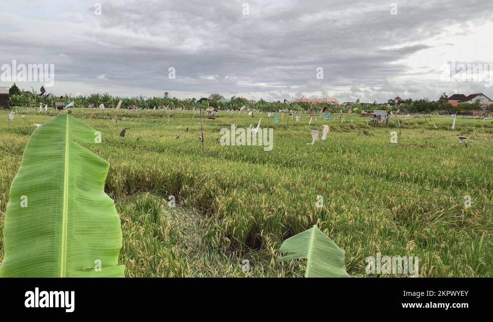 Agriculture act Stock Videos & Footage - HD and 4K Video Clips - Alamy