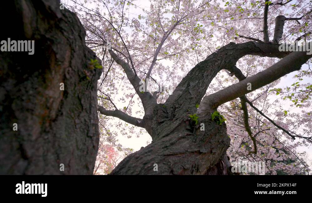 Ancient cherry blossom tree with thick twisted branches and flowers in ...