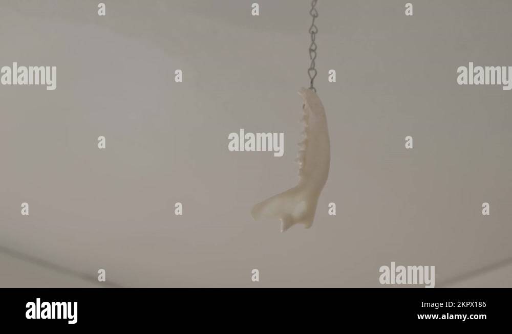 Dangling from mouth Stock Videos & Footage - HD and 4K Video Clips - Alamy