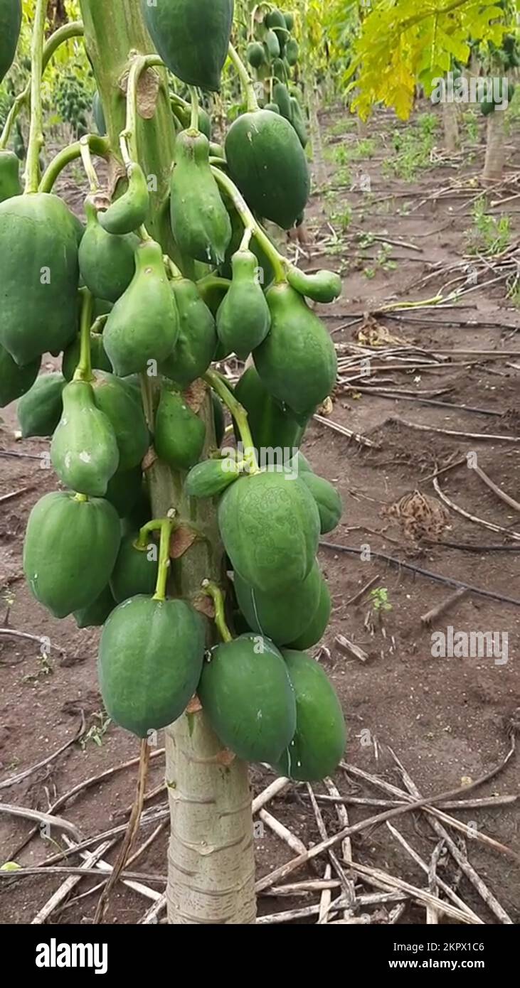 Fruit tree cultivation Stock Videos & Footage - HD and 4K Video Clips ...