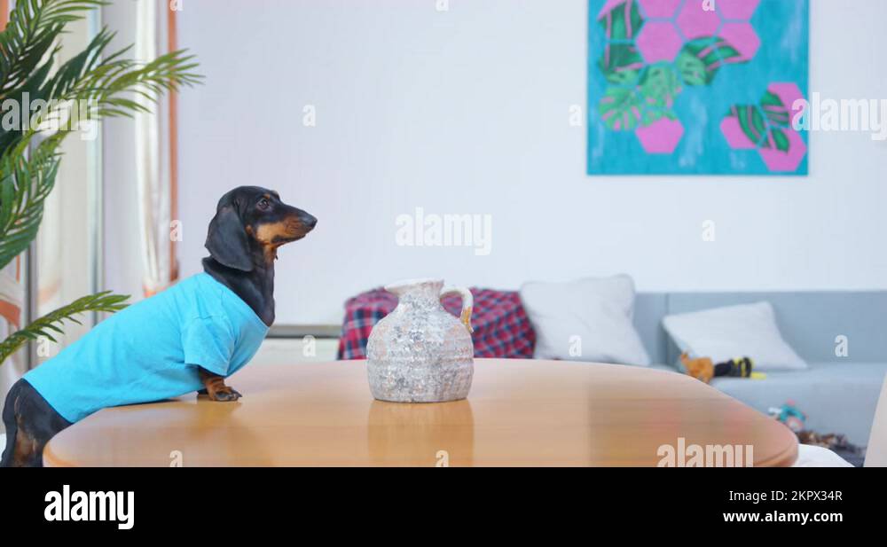 Dog sits table in room with modern furnishings, looks curiously at ...