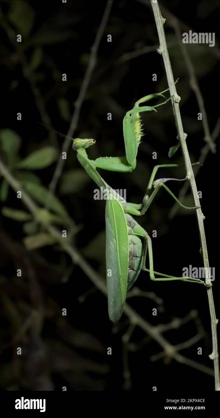 Female mantis sitting on Stock Videos & Footage - HD and 4K Video Clips ...