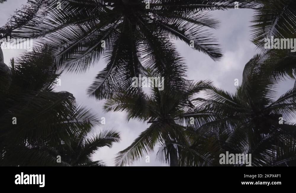 Palm trees located at a beach side bar iN the north coast of Haiti ...
